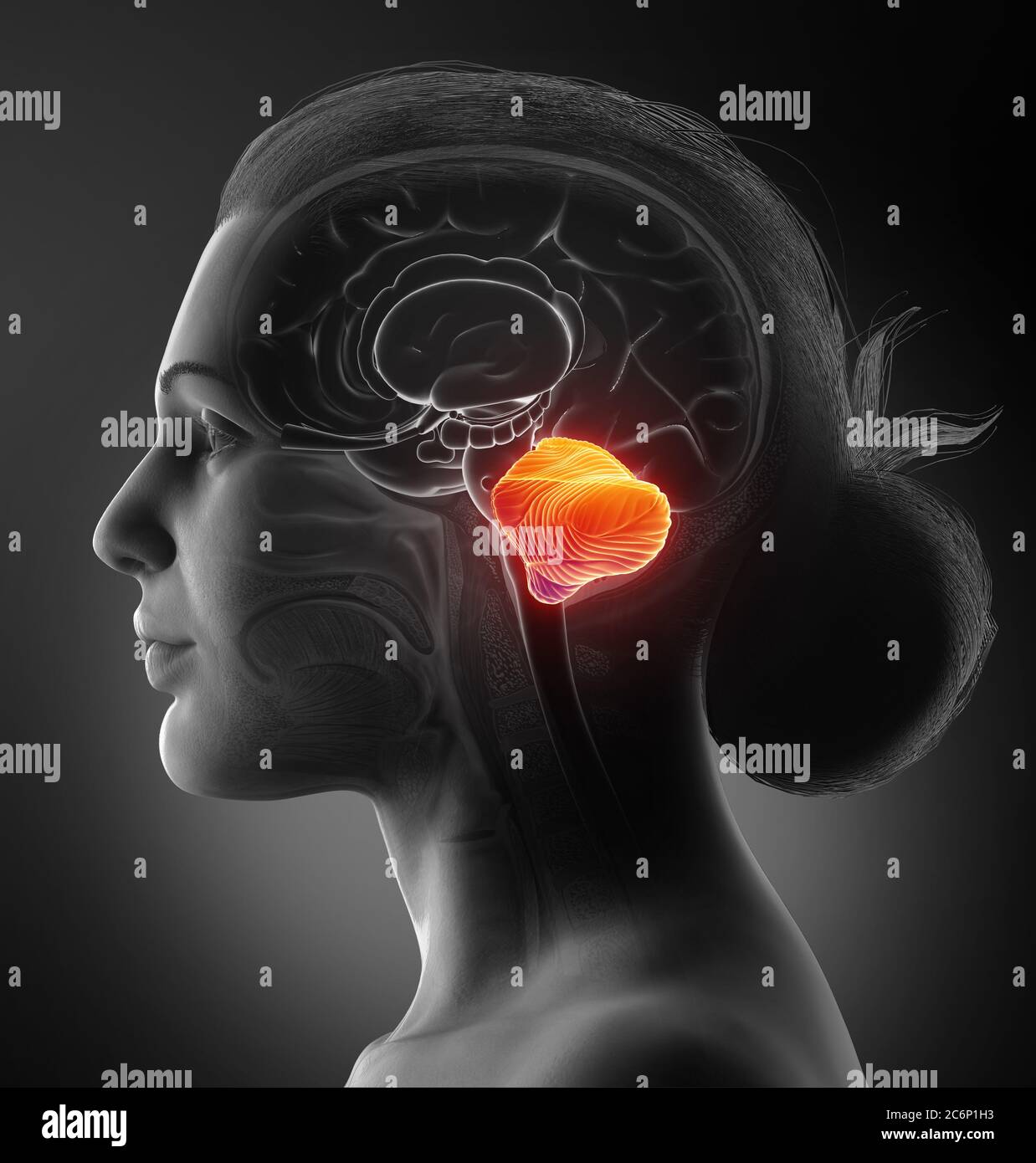 Anterior commissure hi-res stock photography and images - Alamy