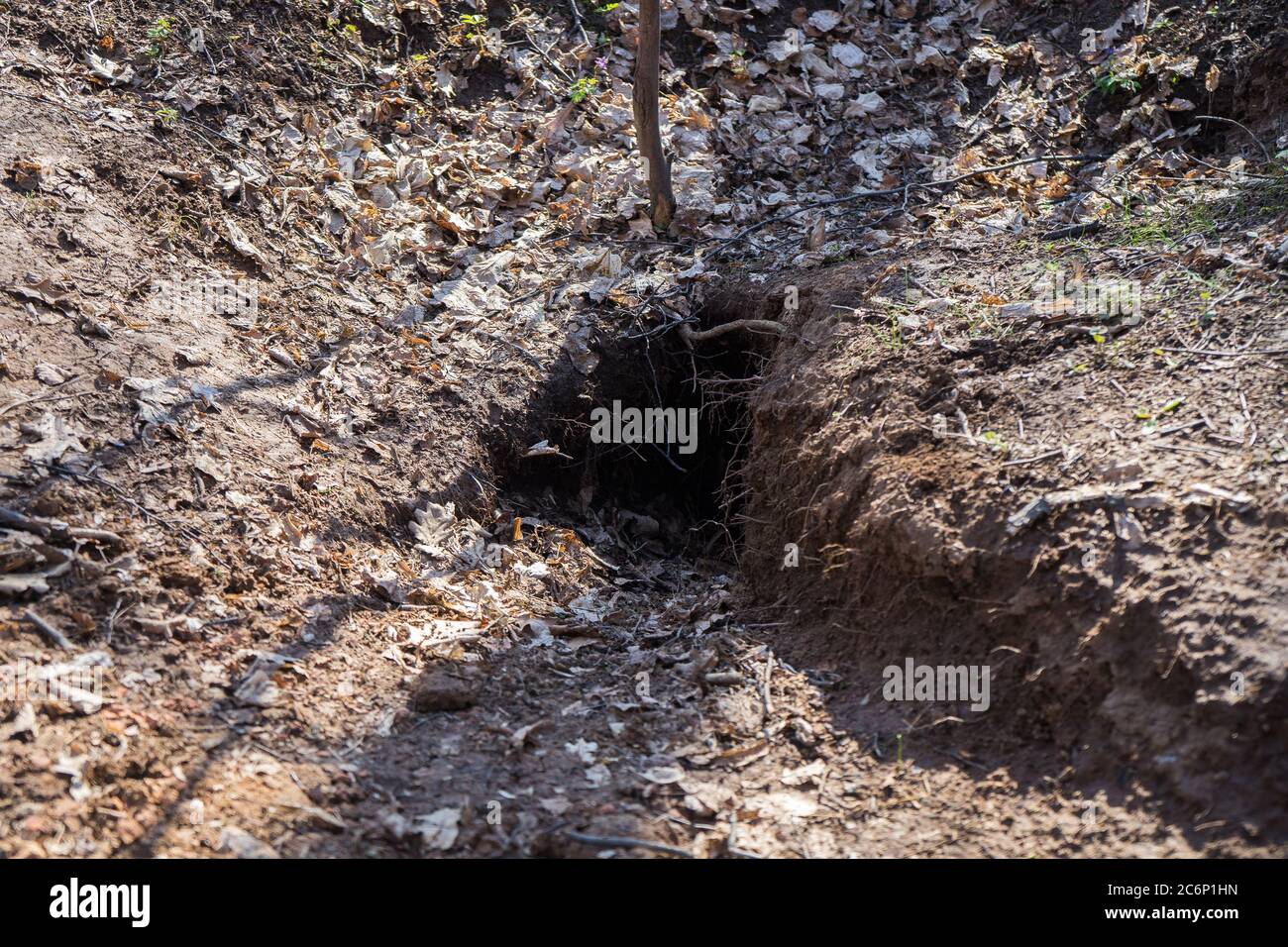 Badgers burrow hi-res stock photography and images - Alamy