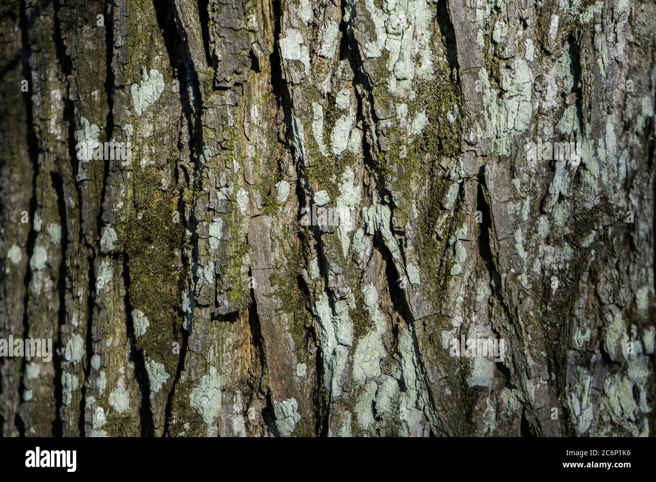 Wood bark texture on background. Tree on wallpaper Stock Photo - Alamy