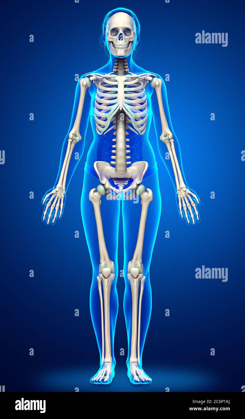 3d rendered, medically accurate illustration of a female skeleton ...