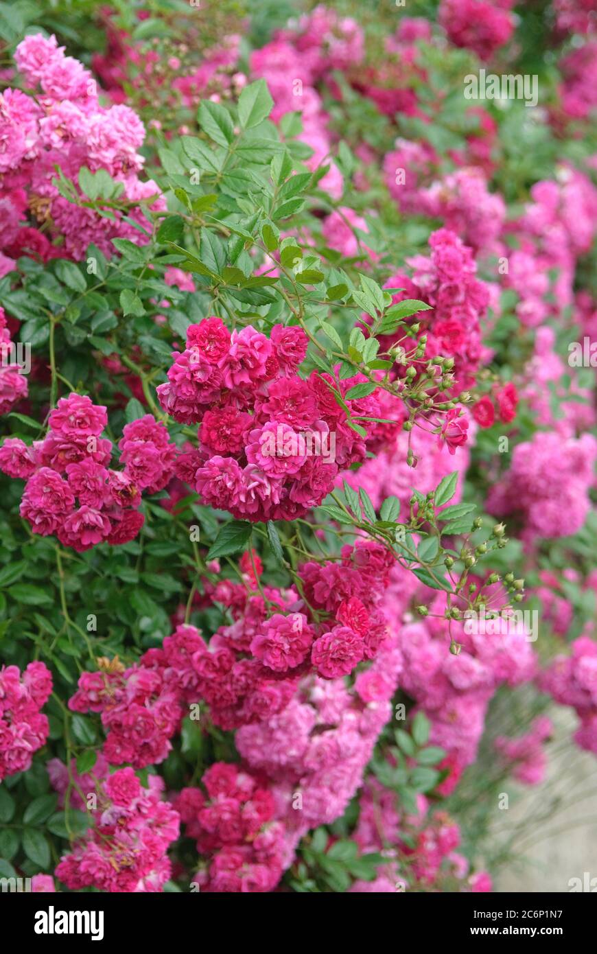 Ramblerrose Rosa Super Excelsa, Rambler Rose Rosa Super Excelsa Stock ...