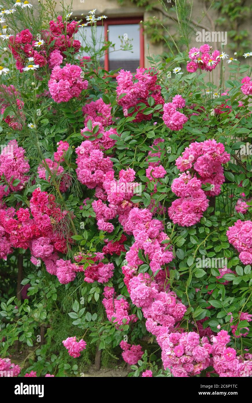 Ramblerrose Rosa Super Excelsa, Rambler Rose Rosa Super Excelsa Stock ...