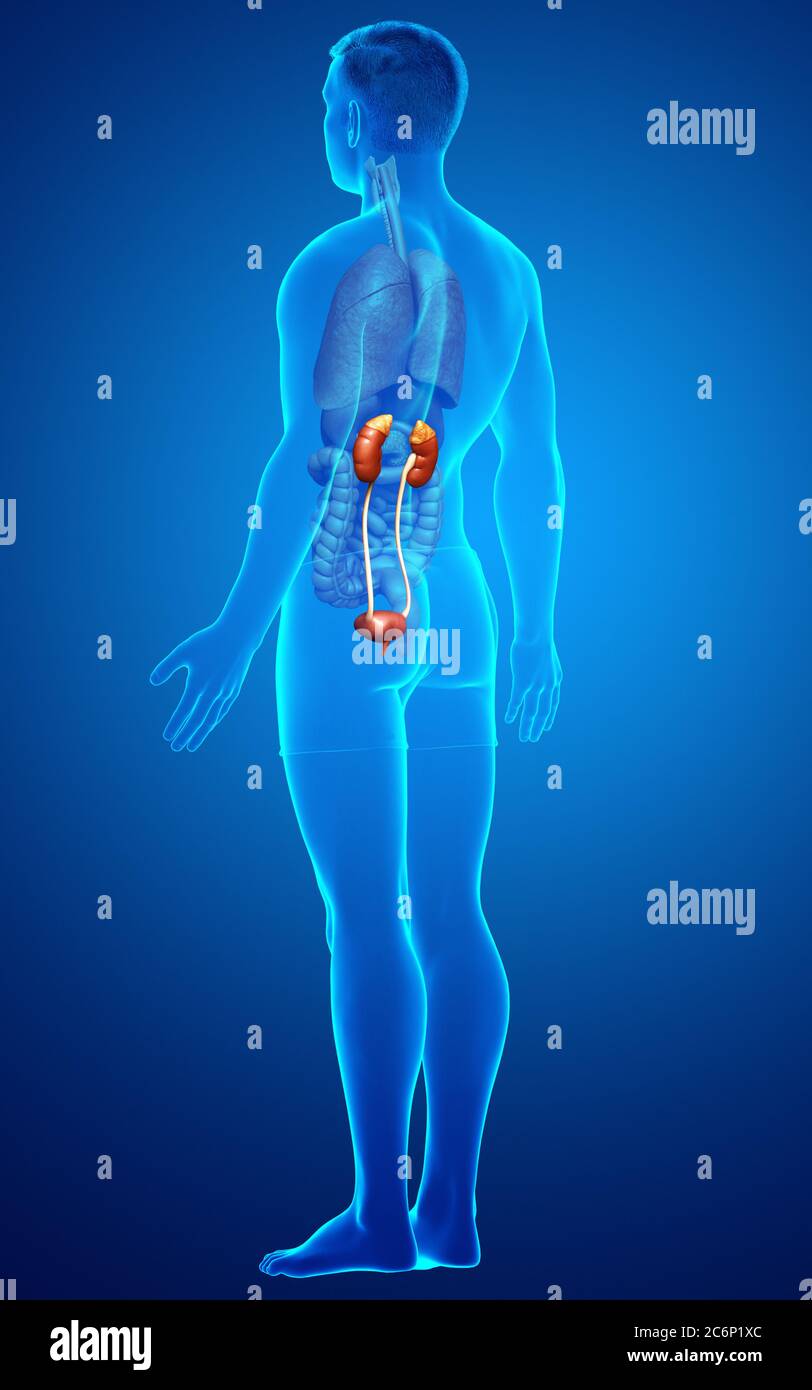 3d rendered, medically accurate illustration of the kidneys Stock Photo ...