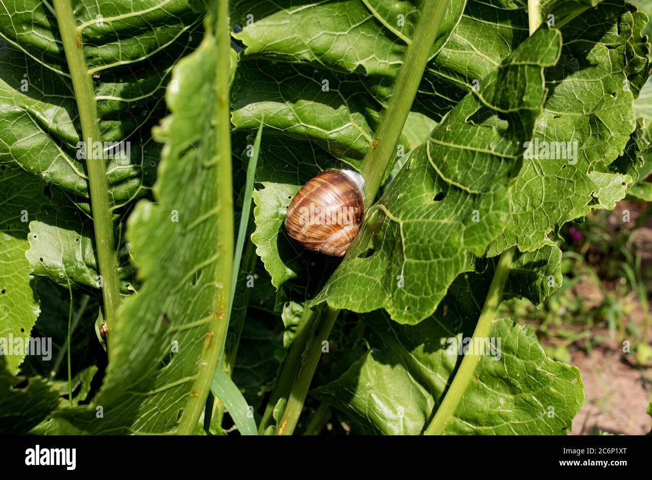 Large snail creeps on leaves of plant Stock Photo - Alamy