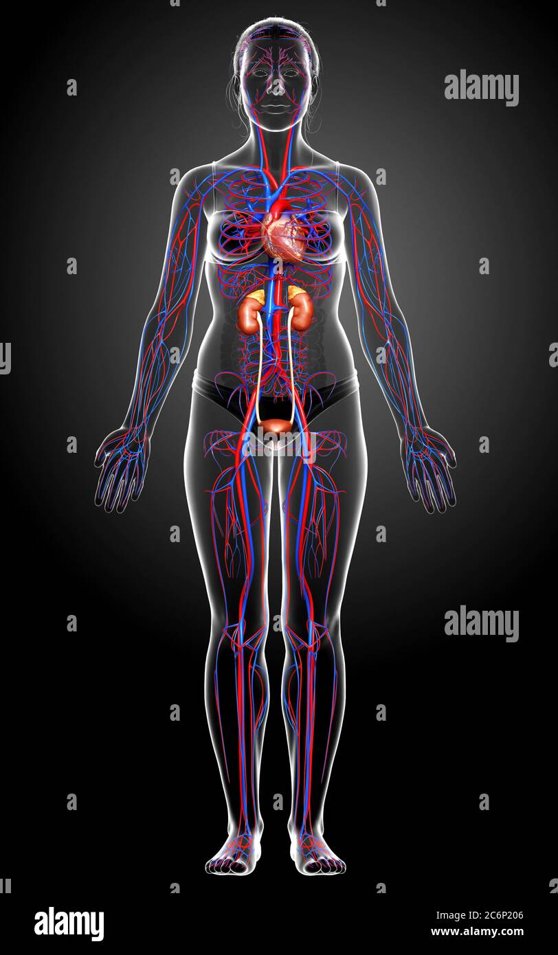 3d rendered, medically accurate illustration of the female kidneys and ...