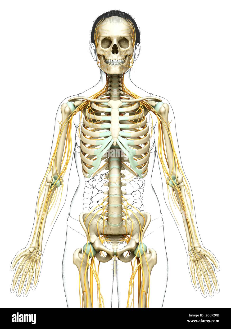 3d rendered medically accurate illustration ofa female nervous system ...