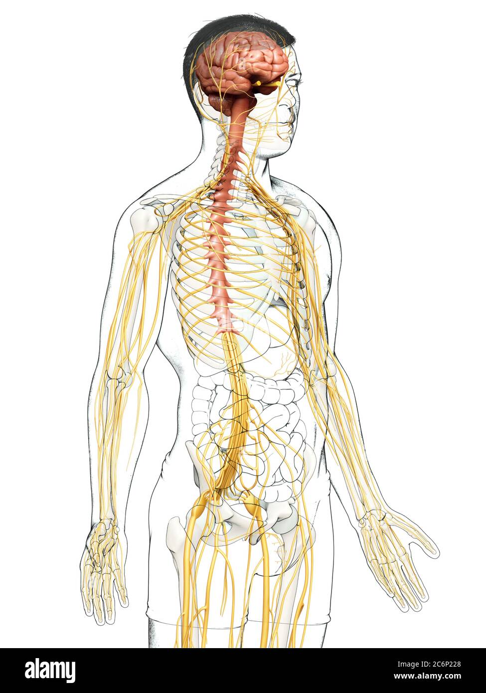 3d rendered medically accurate illustration of the nervous system and ...