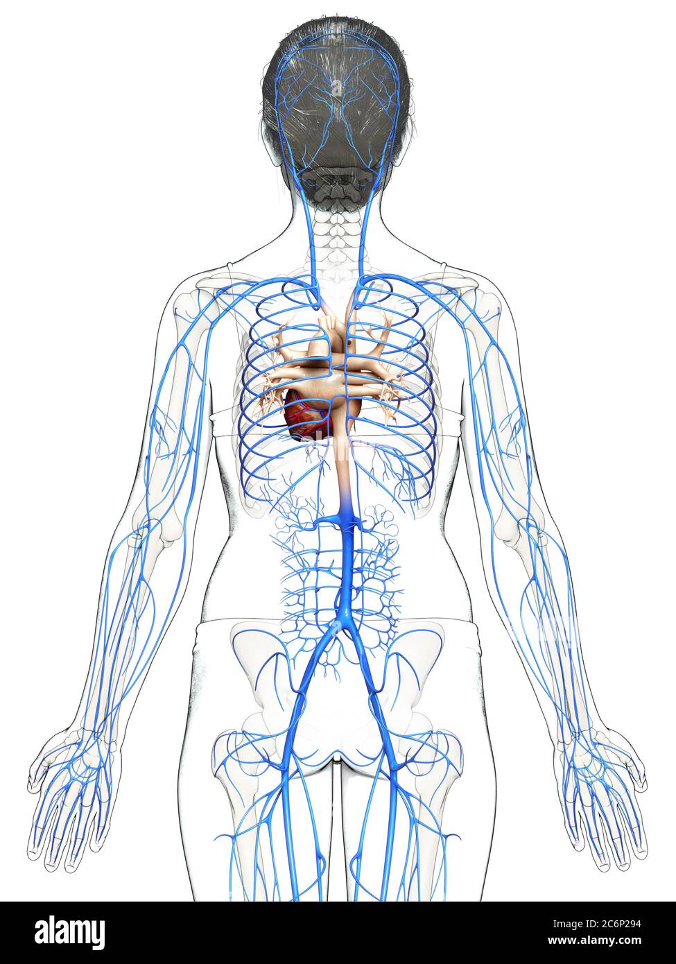 3d rendered medically accurate illustration of a female Veins anatomy ...