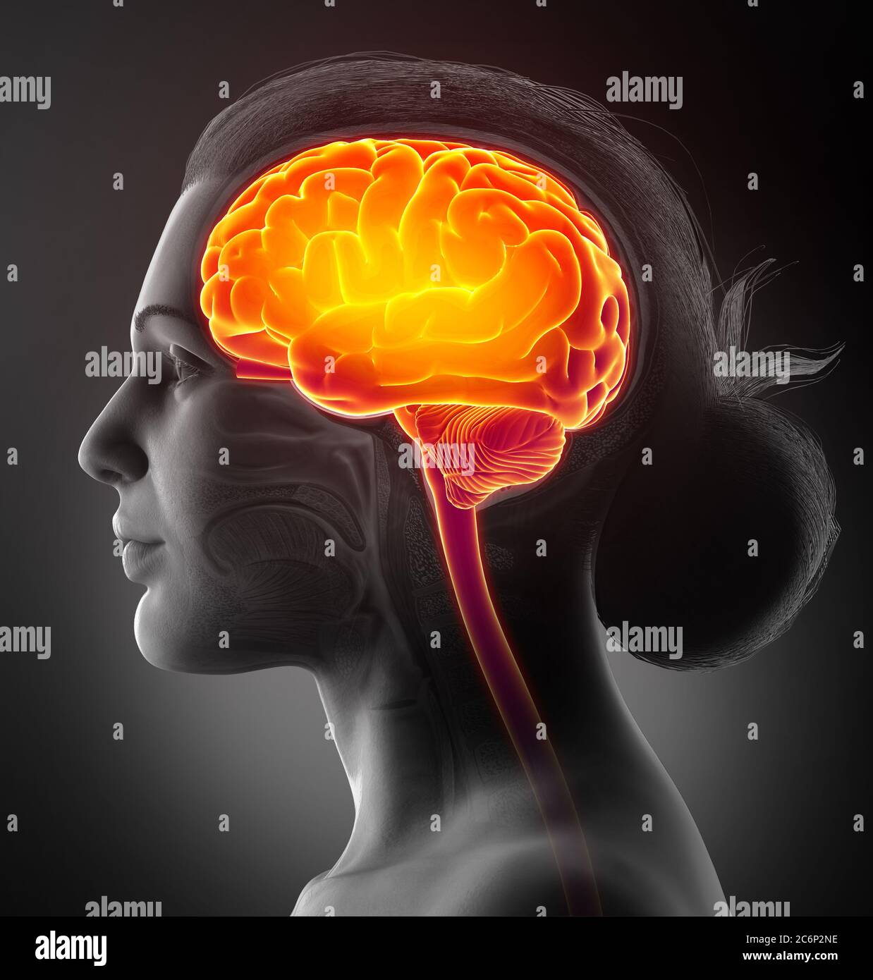 3d rendered, medically accurate illustration of a female highlighted ...