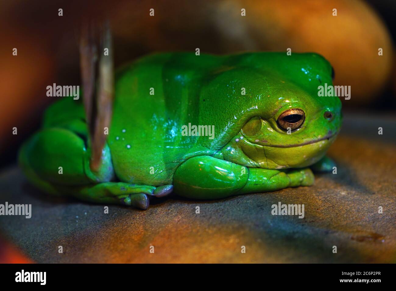 A green tree frog amphibian Stock Photo - Alamy