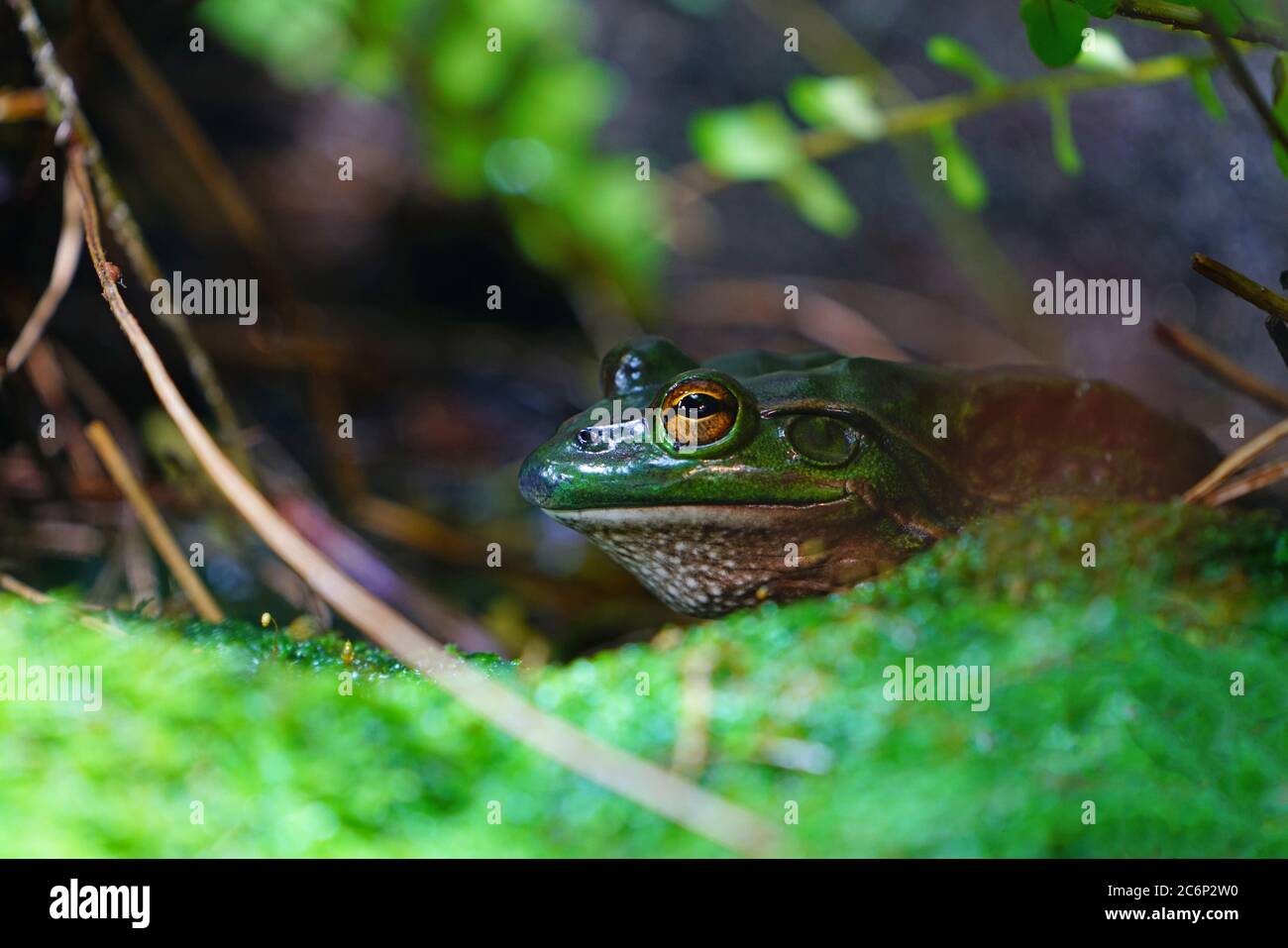 A green tree frog amphibian Stock Photo - Alamy