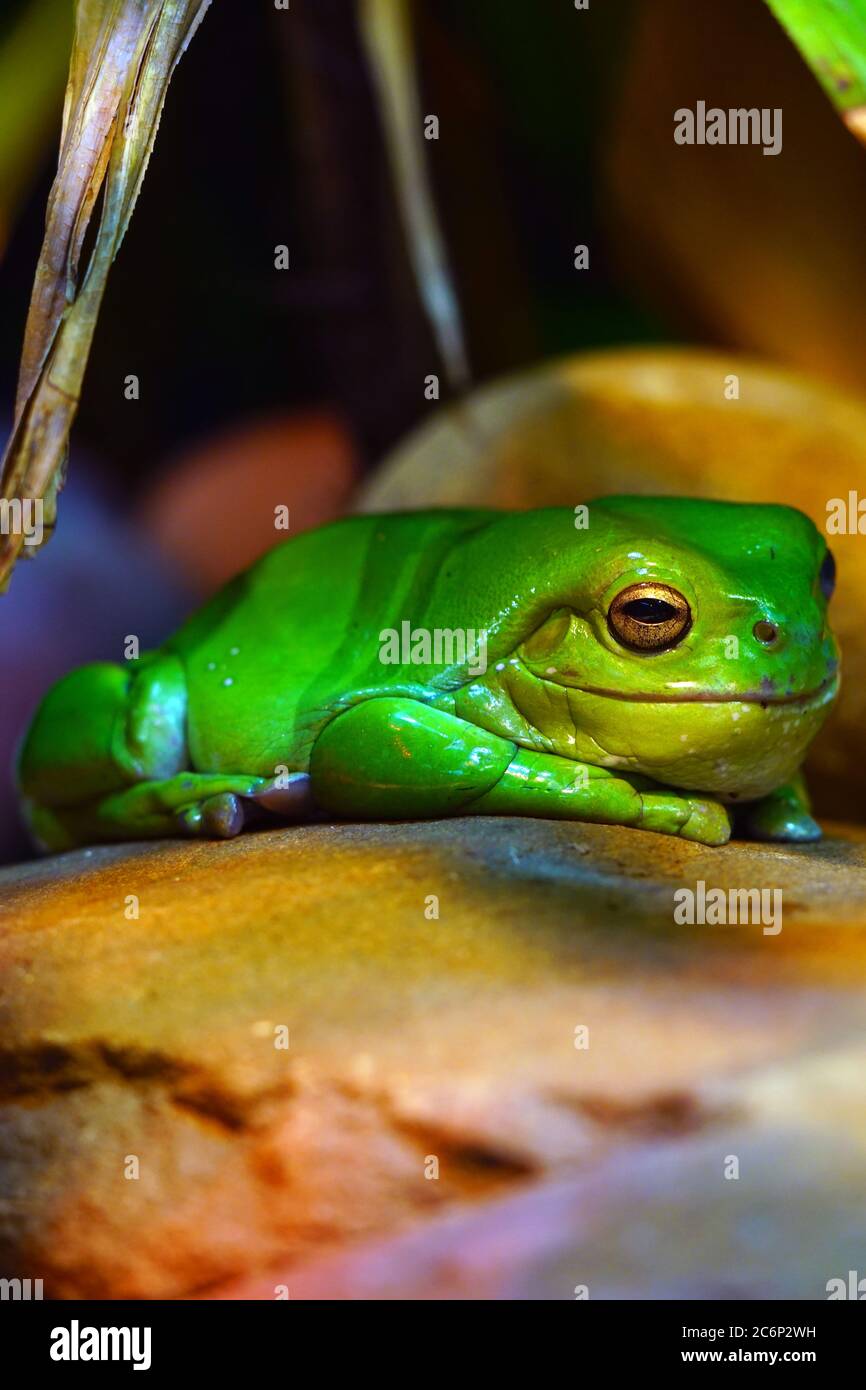 A green tree frog amphibian Stock Photo - Alamy