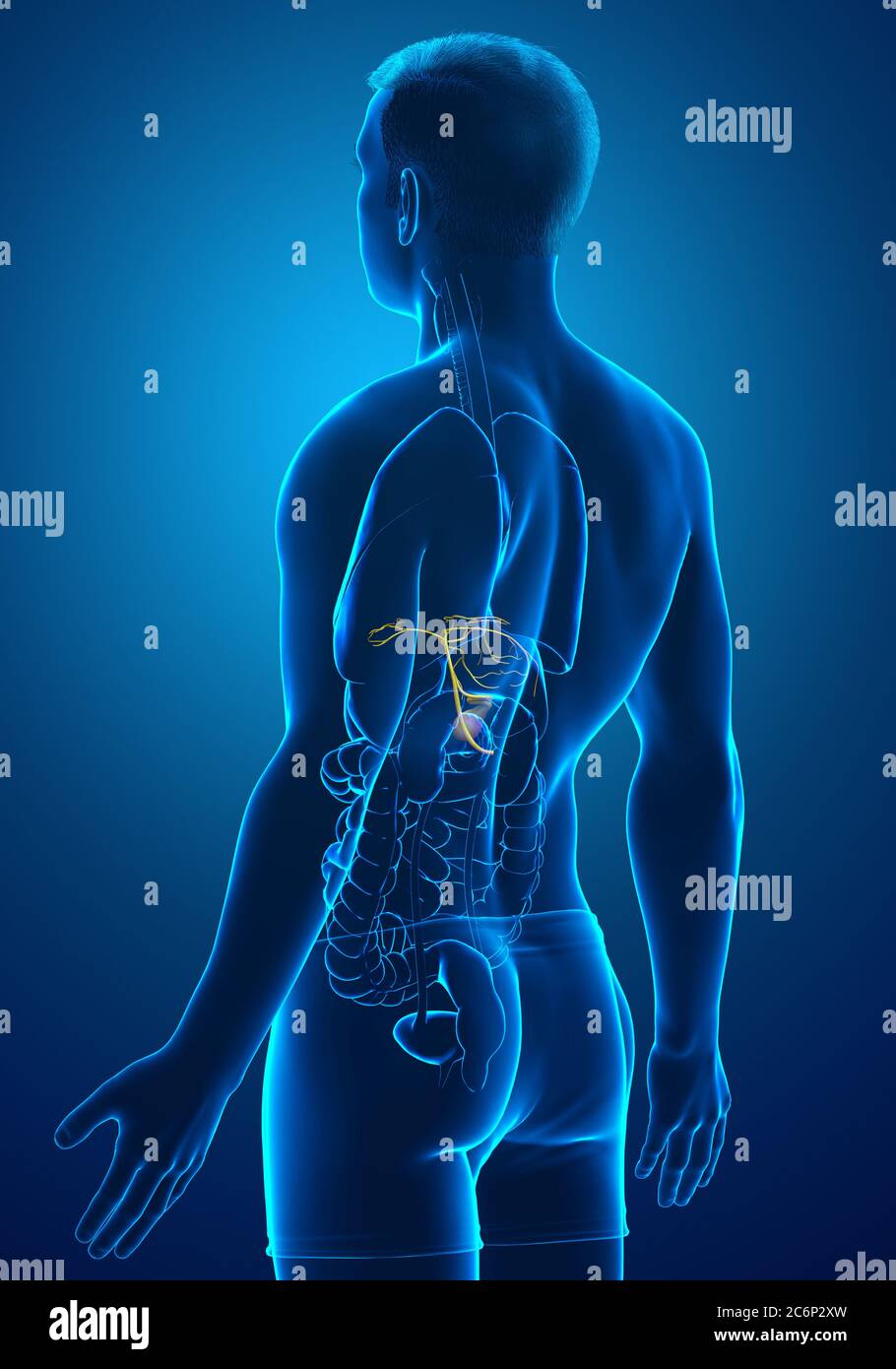 3d rendered medically accurate illustration of male Organs Gallbladder ...