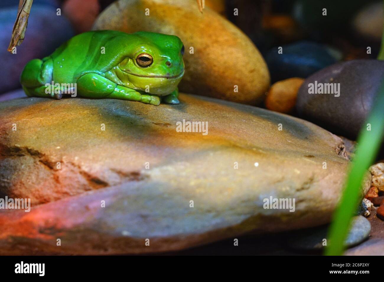 A green tree frog amphibian Stock Photo - Alamy