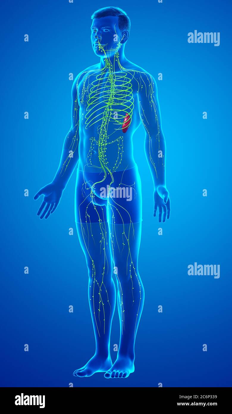 3d rendered medically accurate illustration of a male lymphatic system ...