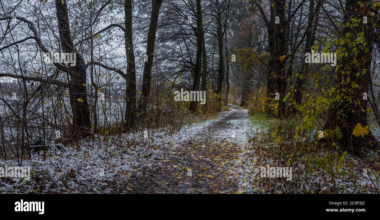 Snowy walkway through trees alley at winter, panorama view Stock Photo ...