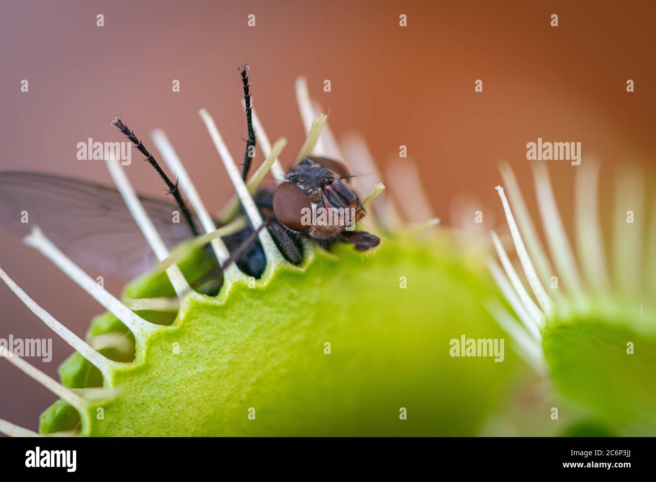 a image of a single common green bottle fly having been caught inside a ...