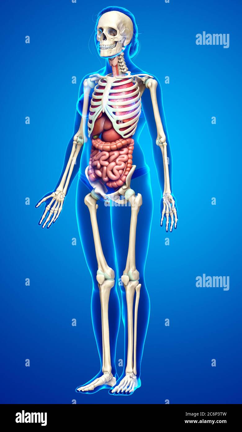 3d rendered medically accurate illustration of female Internal organs ...