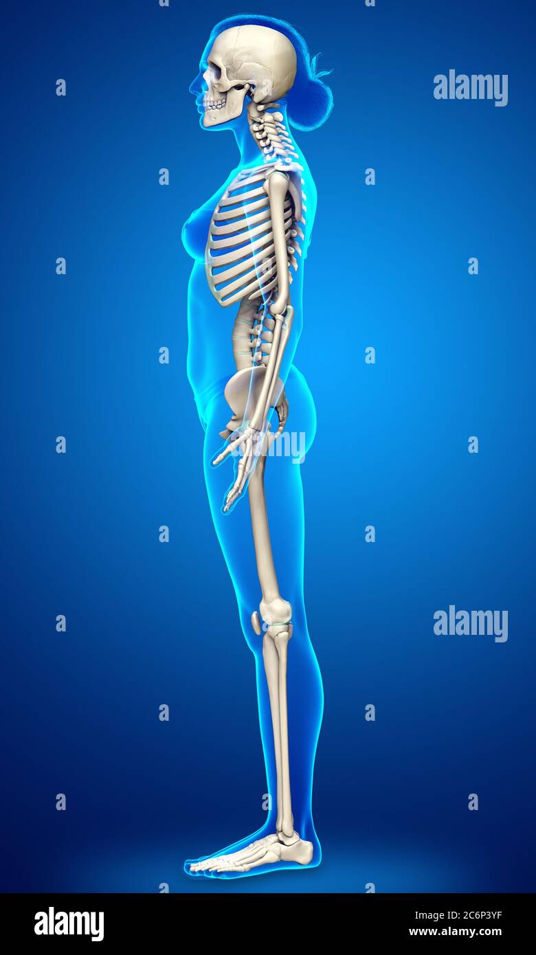 3d rendered, medically accurate illustration of a female skeleton ...
