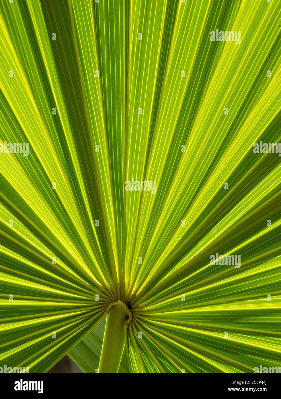 Sebal hi-res stock photography and images - Alamy