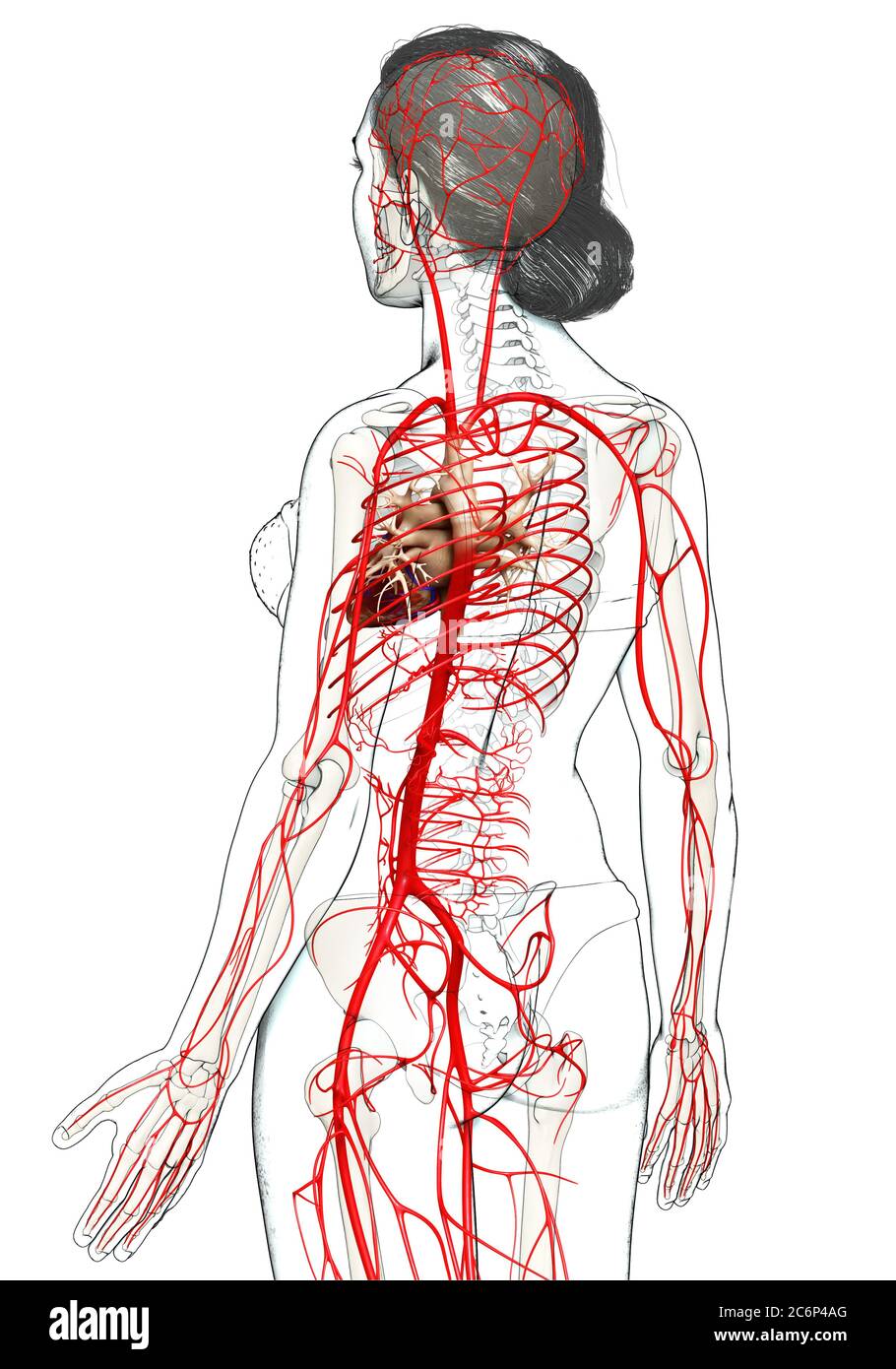 3d rendered medically accurate illustration of Female arteries Stock ...