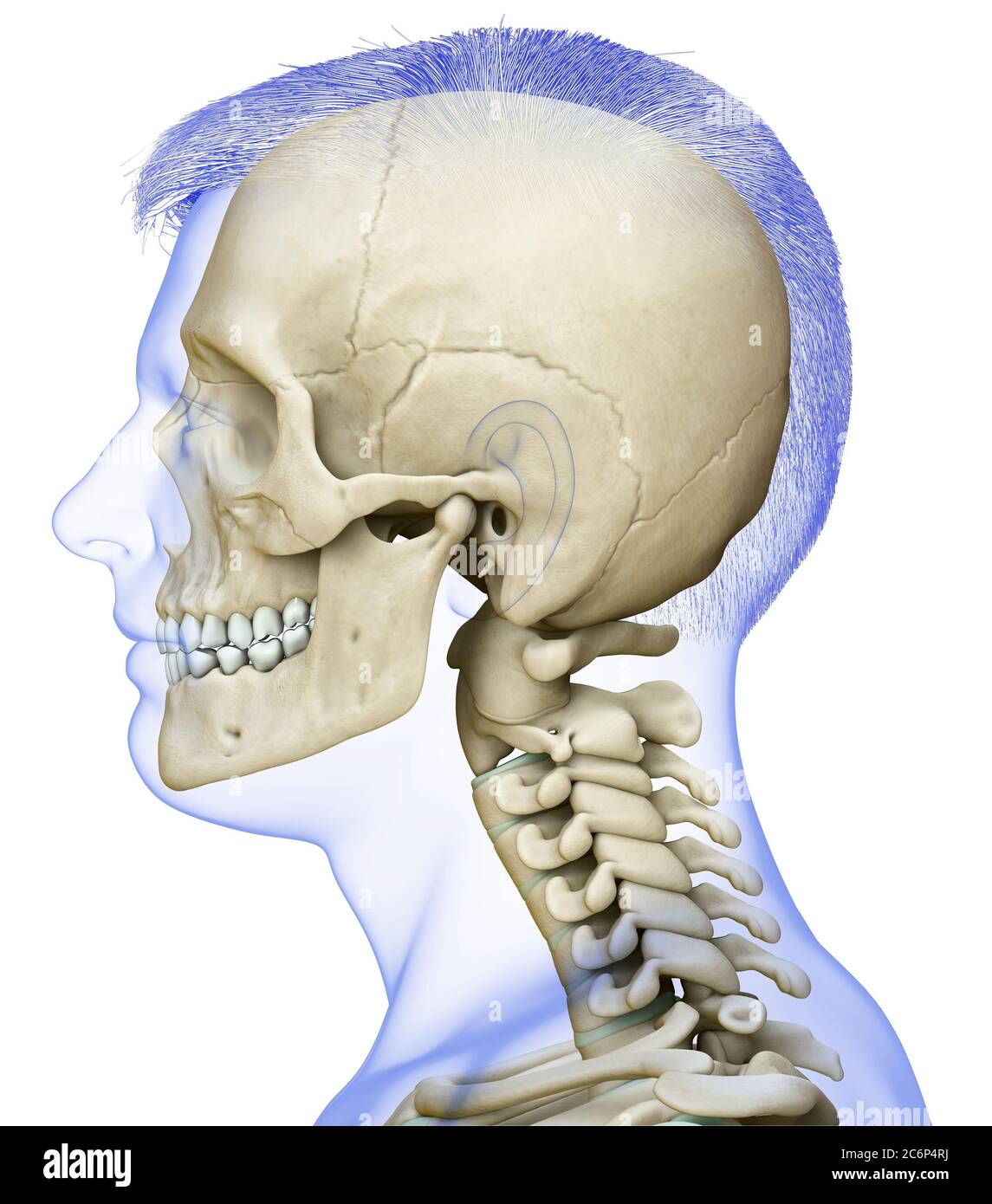 3d rendered, medically accurate illustration of a male scull and neck ...