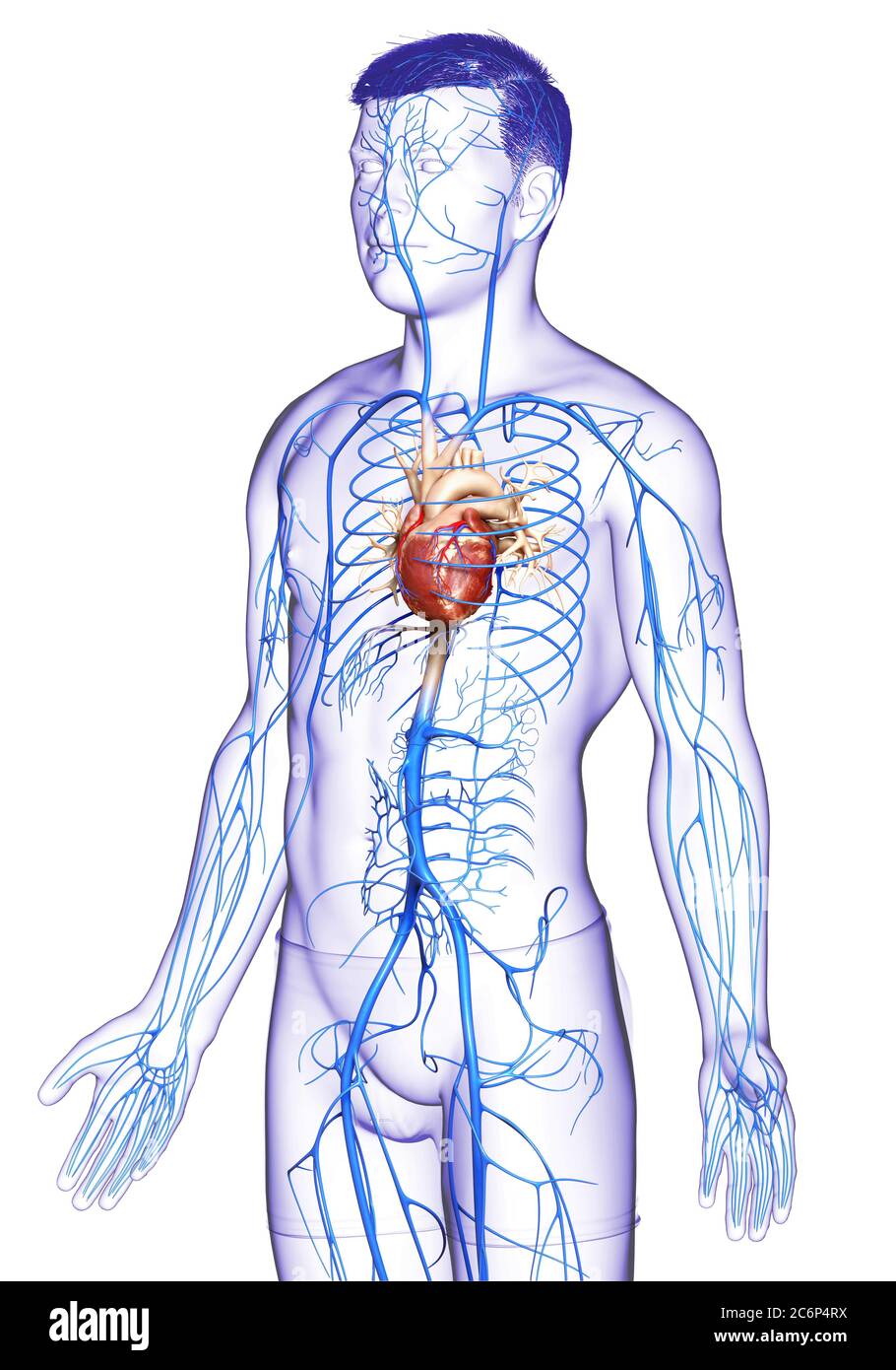 3d rendered medically accurate illustration of a male Veins anatomy ...