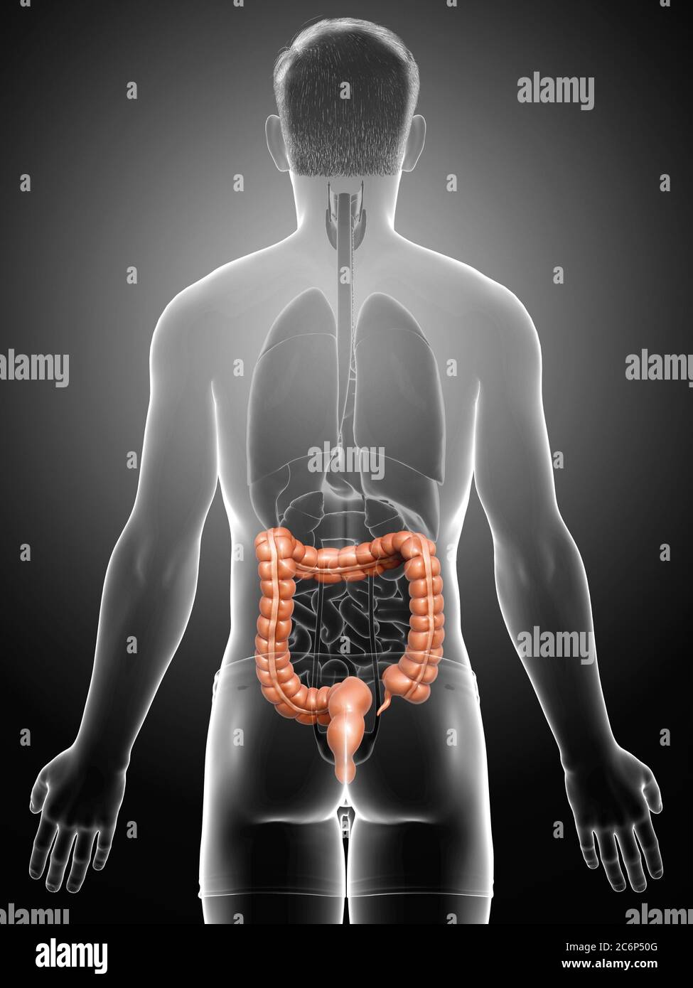 3d rendered, medically accurate illustration of male large intestine ...