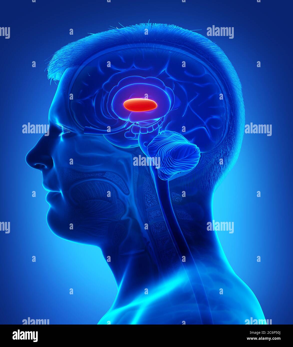 3d rendered medically accurate illustration of a male brain anatomy-the ...