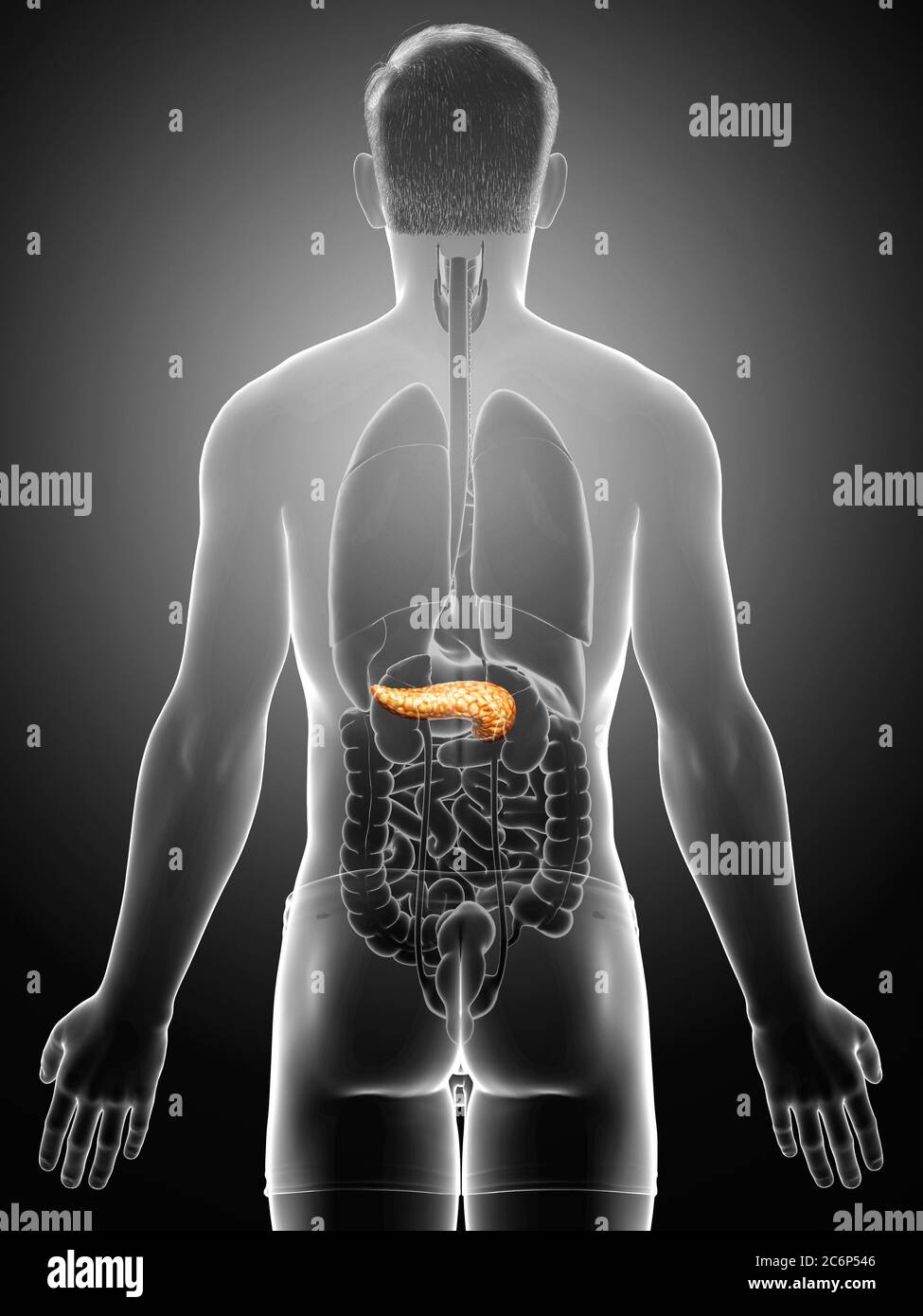 3d rendered, medically accurate illustration of a male pancreas Stock ...