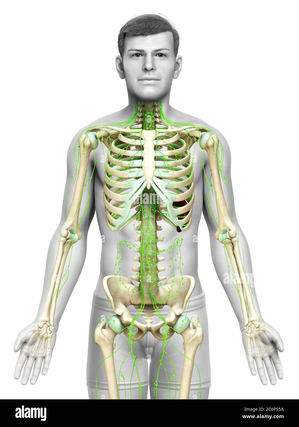 3d rendered medically accurate illustration of a male lymphatic system ...