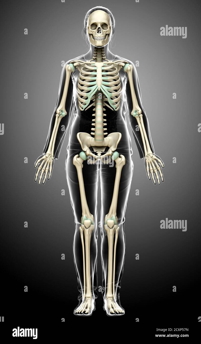 3d rendered, medically accurate illustration of a female skeleton ...