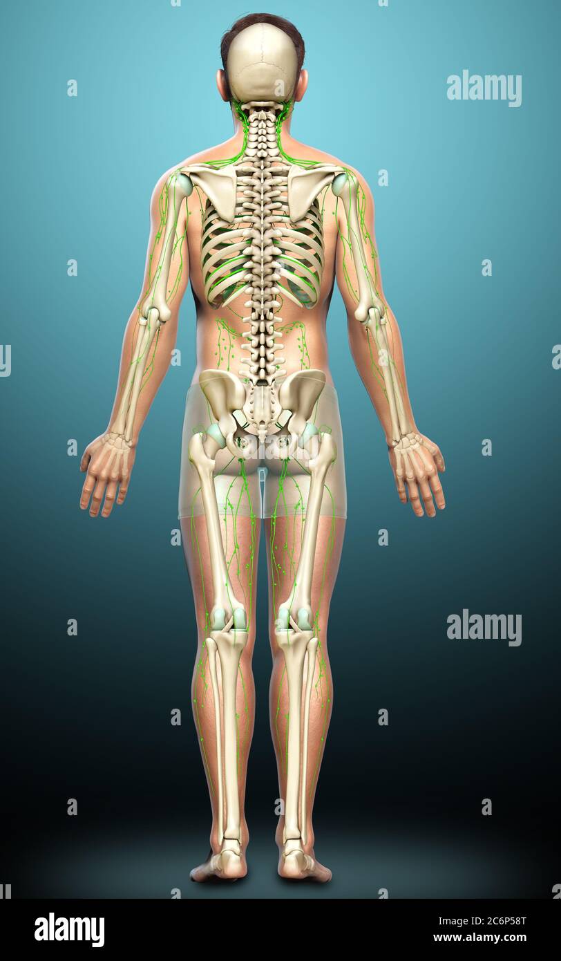 3d rendered medically accurate illustration of a male lymphatic system ...