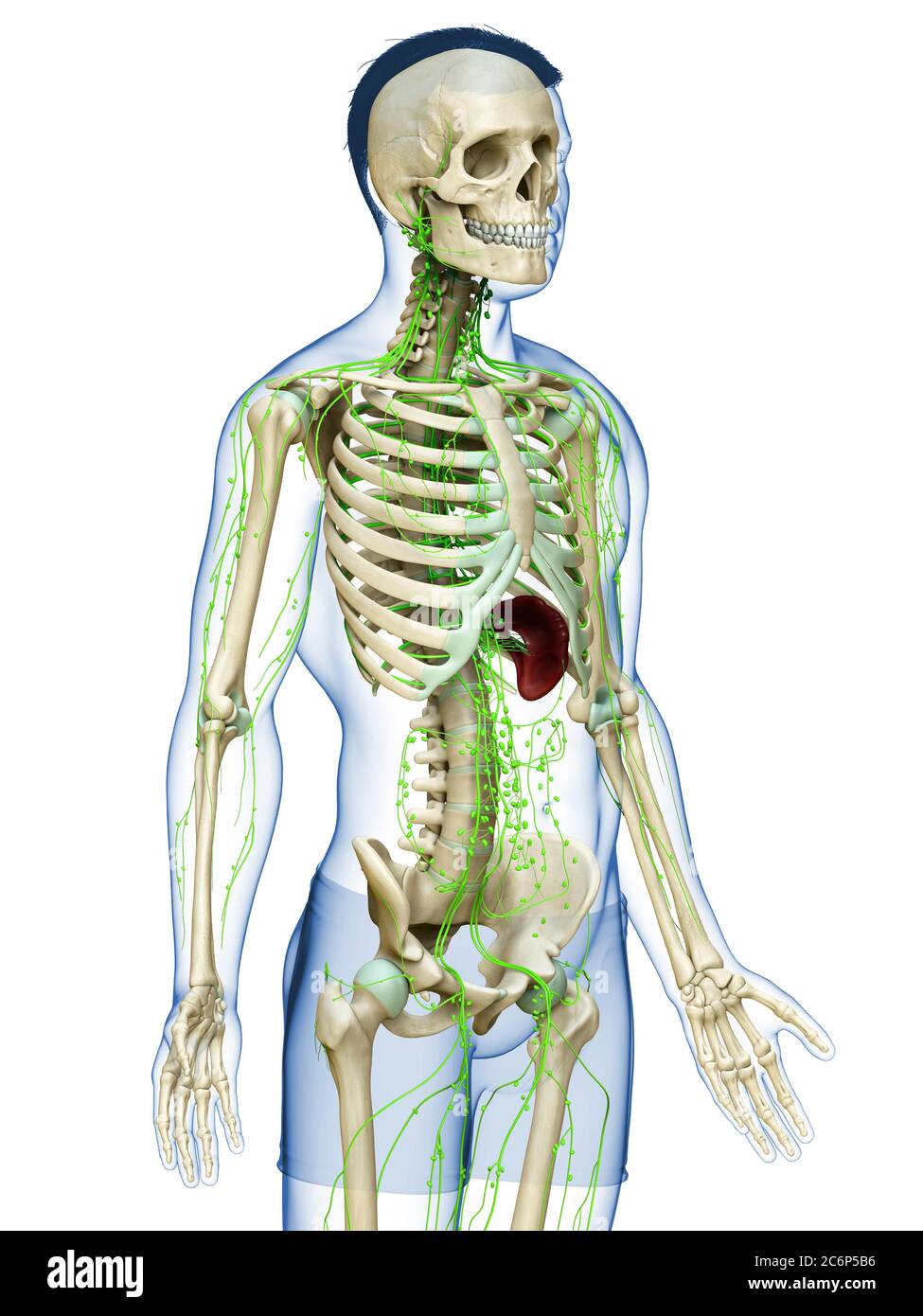3d rendered medically accurate illustration of a male lymphatic system ...