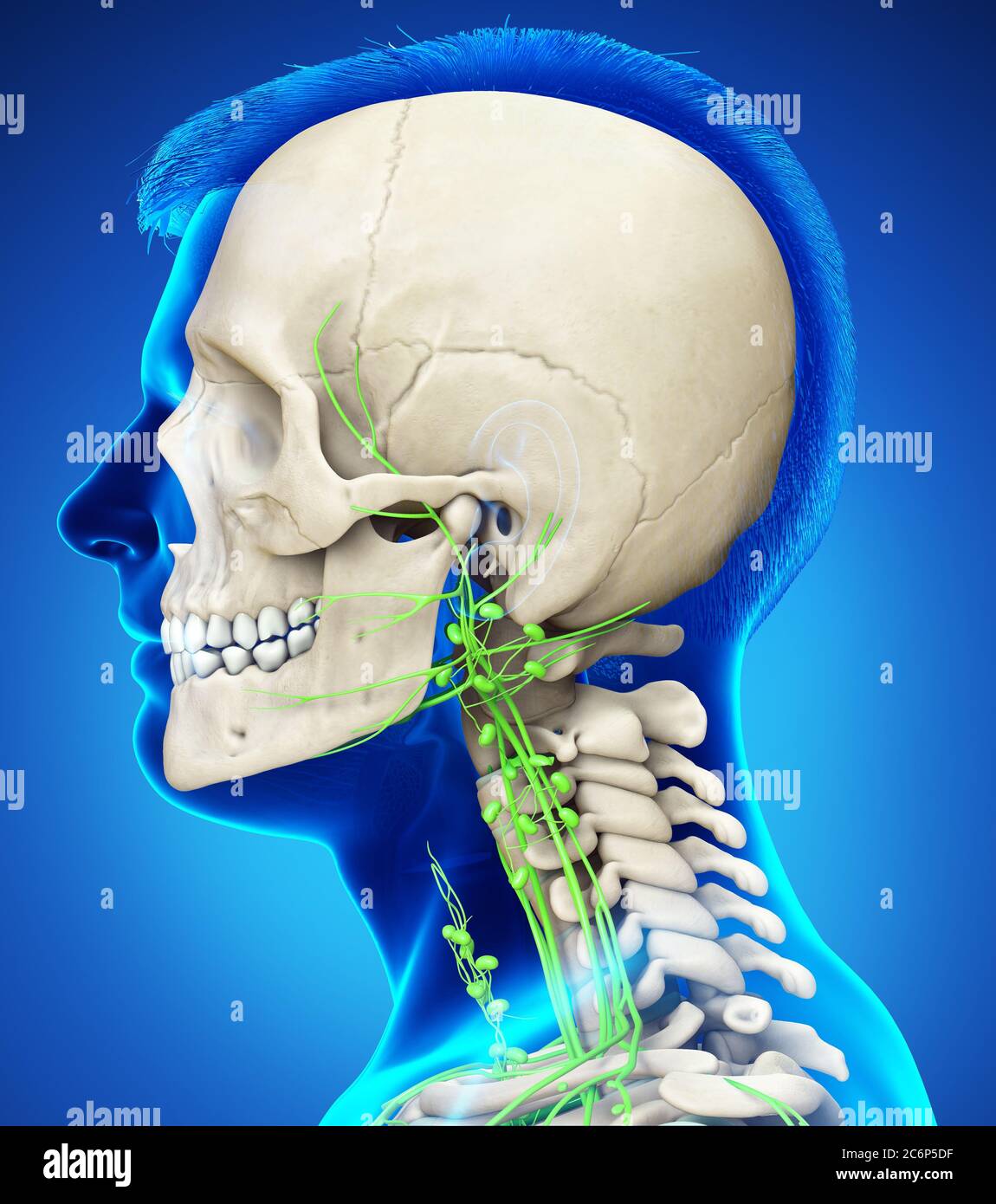 3d rendered medically accurate illustration of a male face lymphatic ...