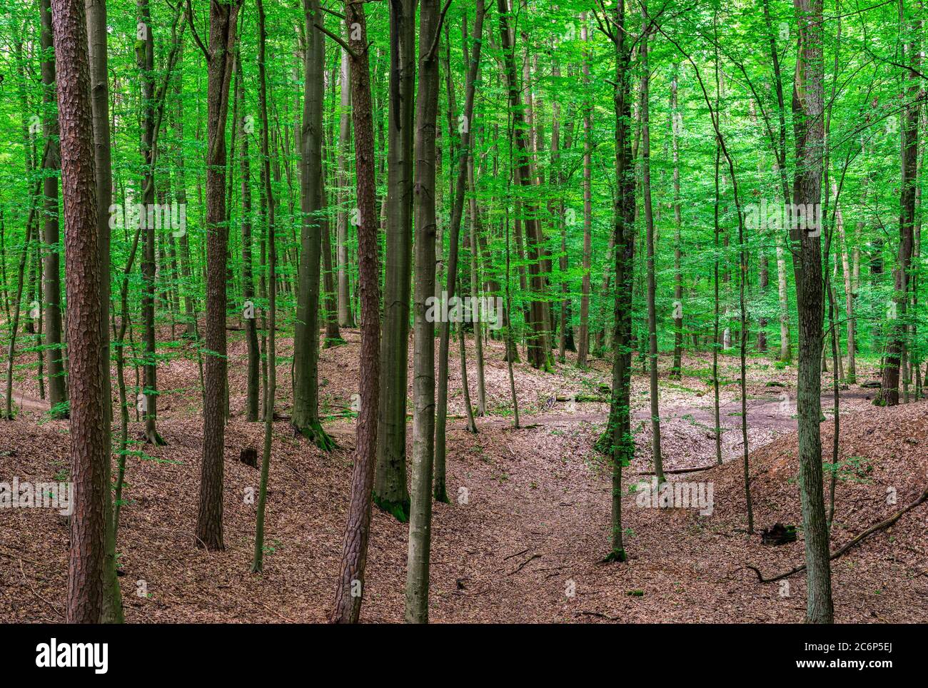 Decidious trees forest at spring Stock Photo - Alamy