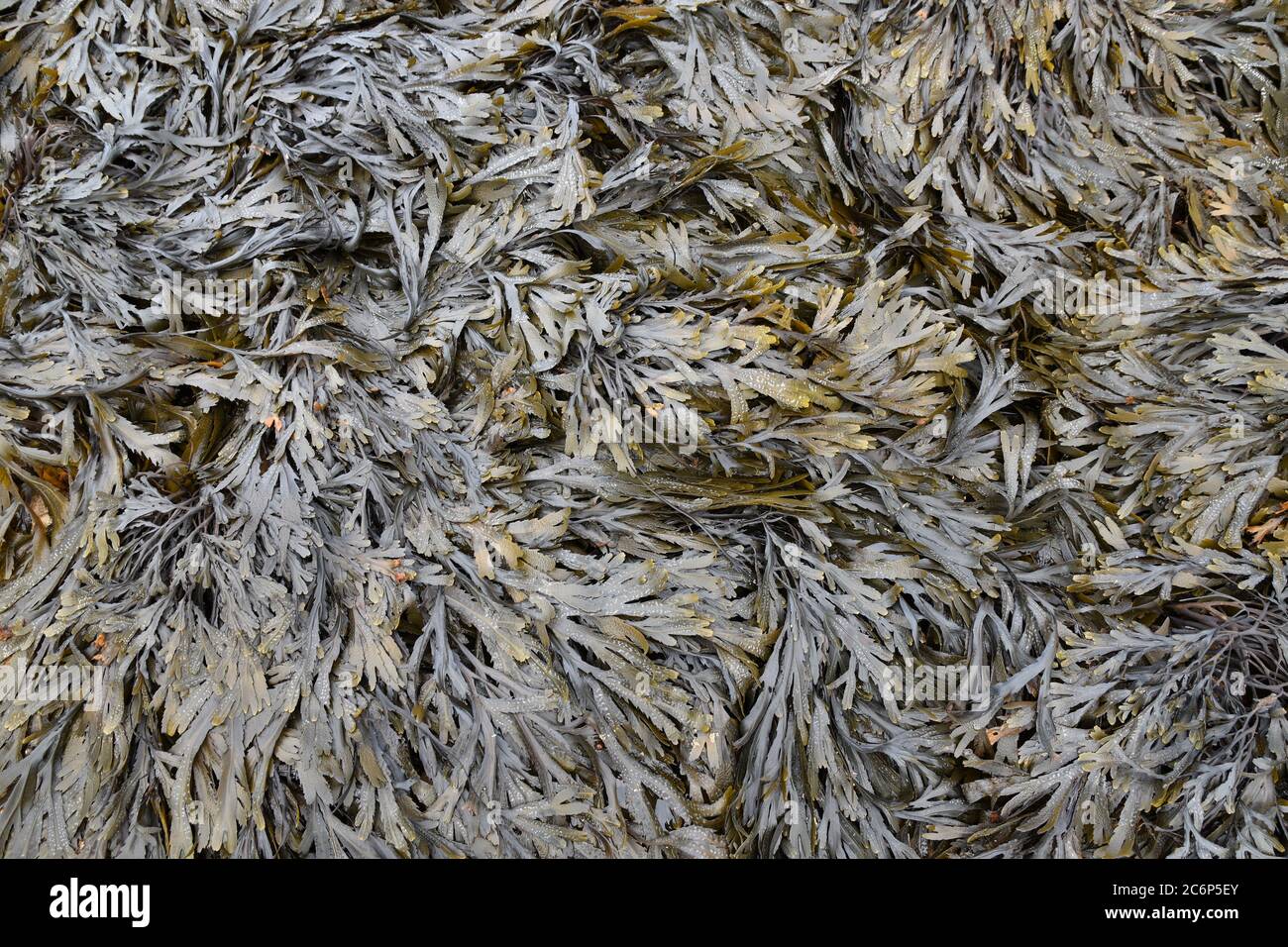 Abstract brown seaweed with texture and movement Stock Photo - Alamy