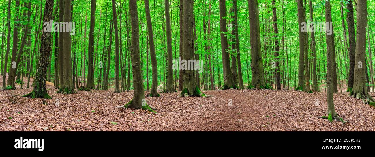 Panorama view of green forest trees with lush foliage Stock Photo - Alamy