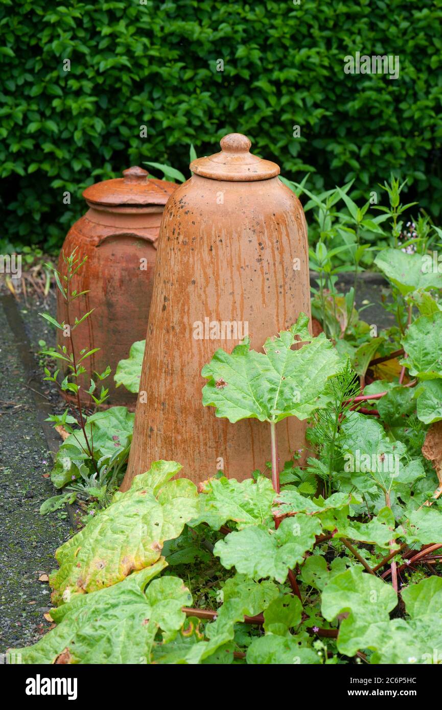 Rhubarb forcer pot Stock Photo - Alamy