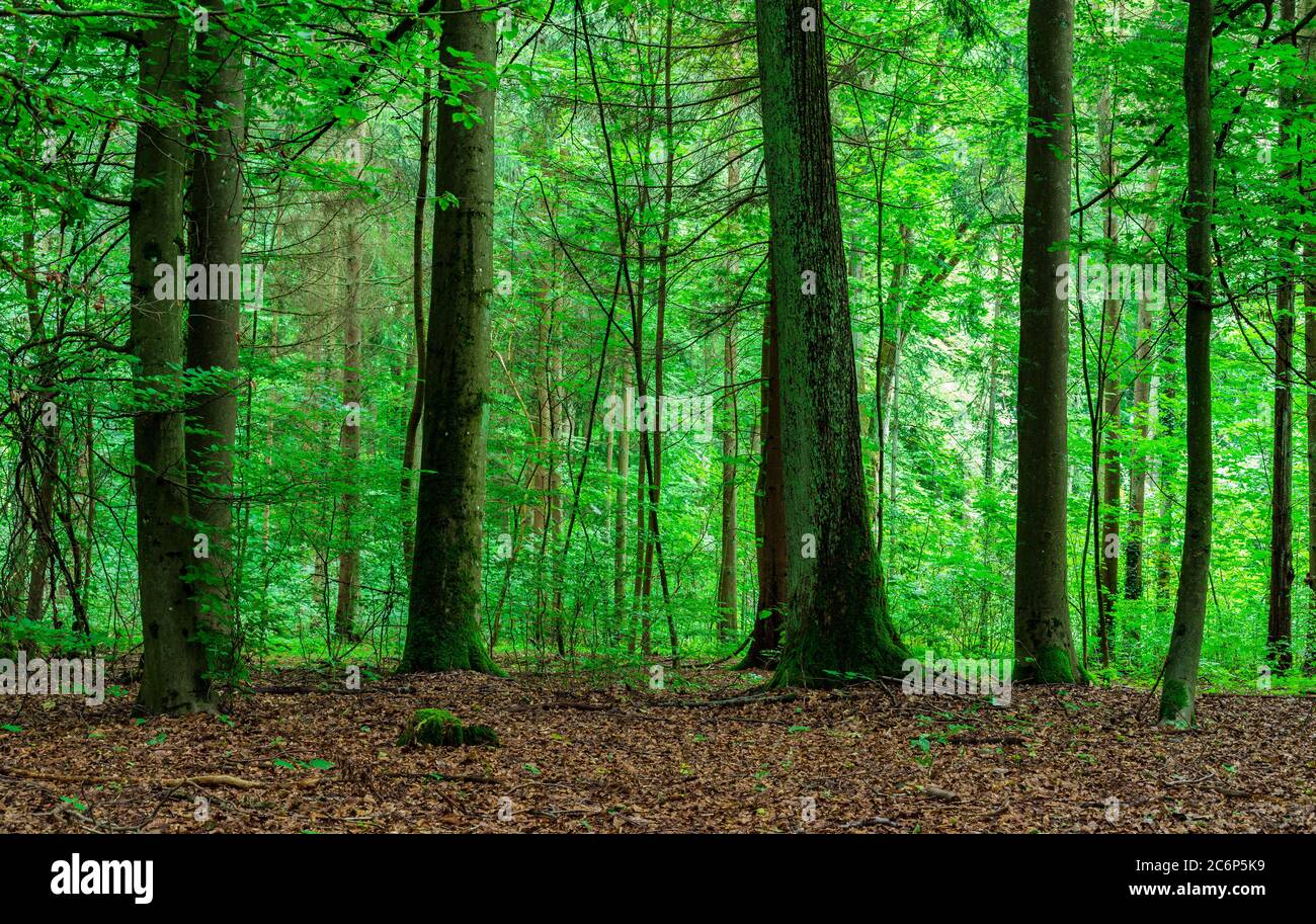 View of green forest trees with lush foliage Stock Photo - Alamy