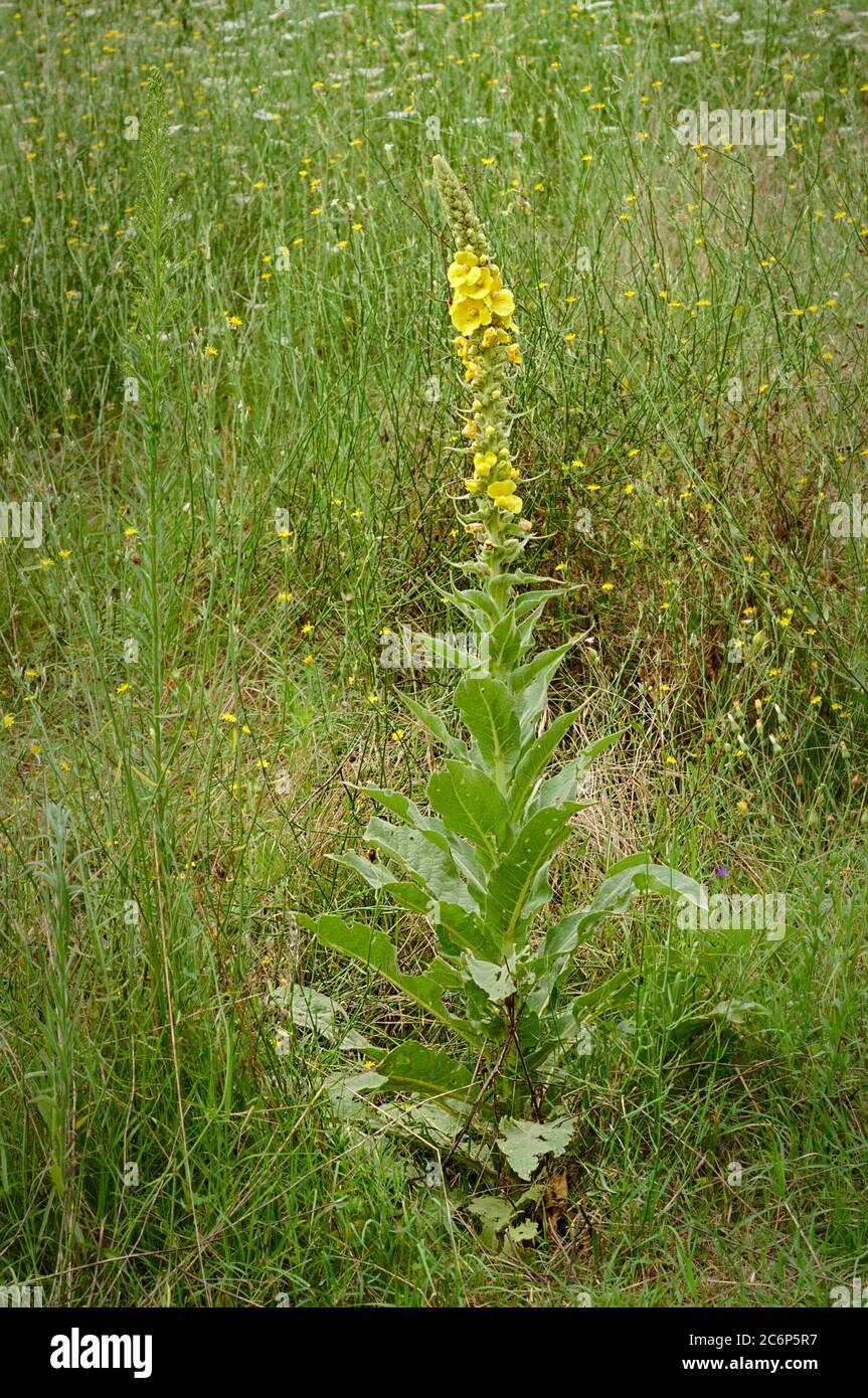 Verbascum thapsus, the great mullein, common mullein Stock Photo - Alamy