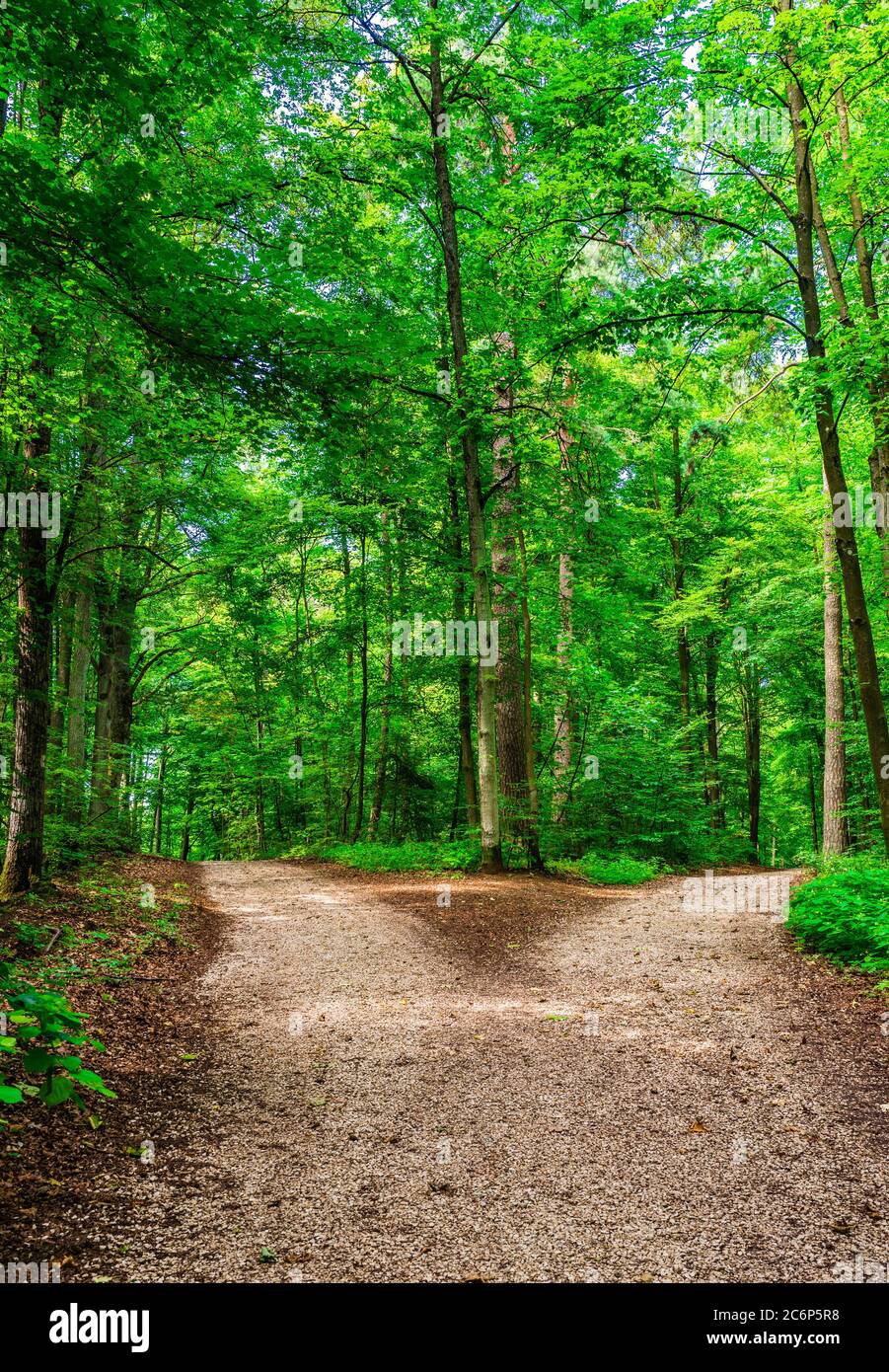 Forking tree hi-res stock photography and images - Alamy