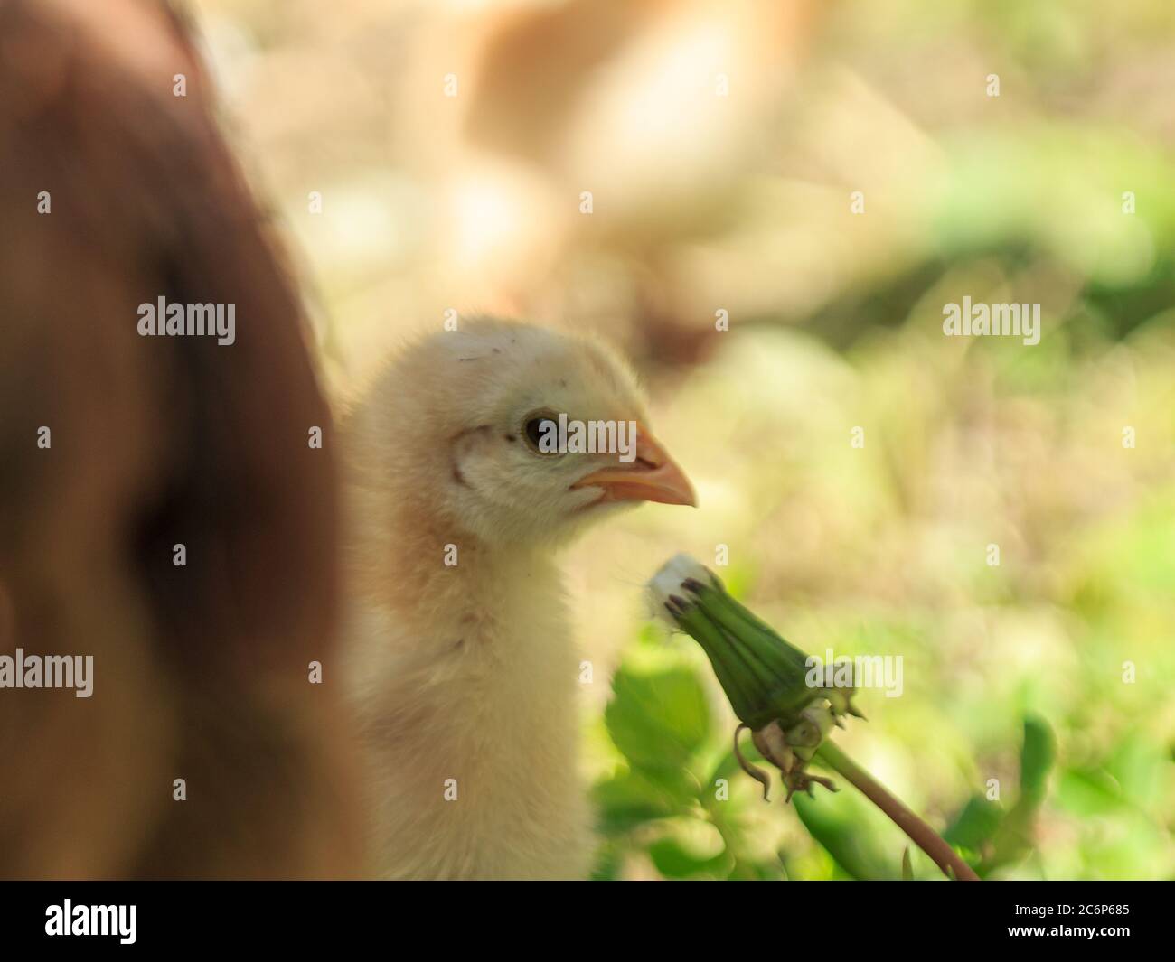 Yellow fluffy farm chicken bird baby chick sitting Stock Photo - Alamy
