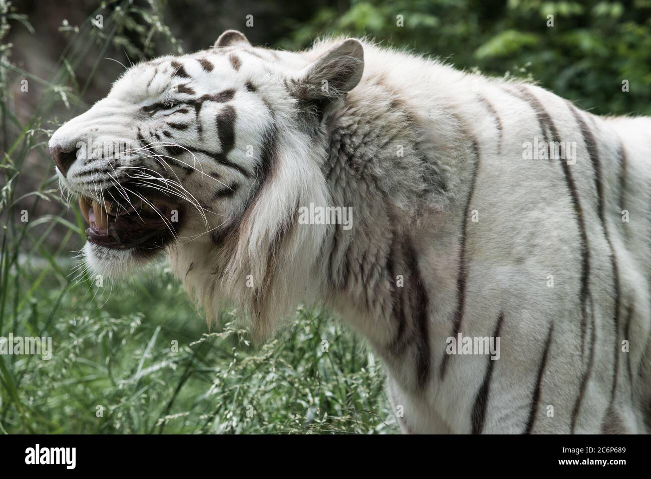 Side profile wild bengal tiger hi-res stock photography and images - Alamy