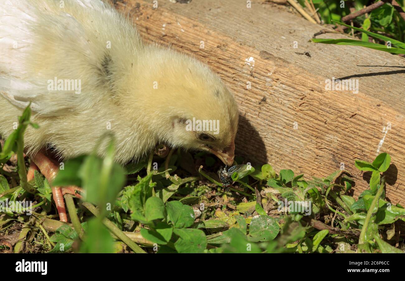 Big chicken breeds hi-res stock photography and images - Alamy