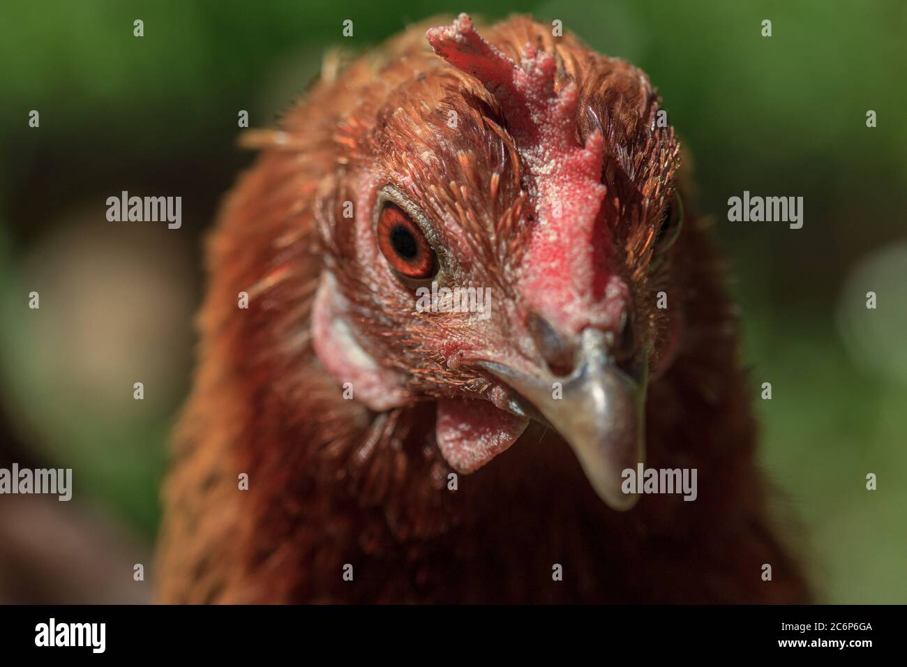 Farm living bird brown chicken looking around, head portrait Stock ...