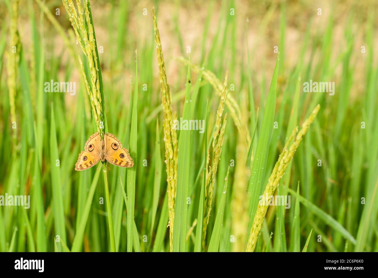 butterfly hanging on rice fields in the morning Stock Photo - Alamy