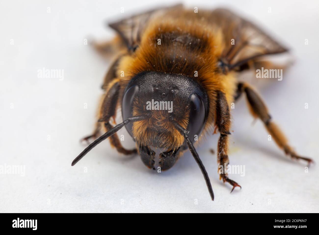 Worker honey bee hi-res stock photography and images - Alamy
