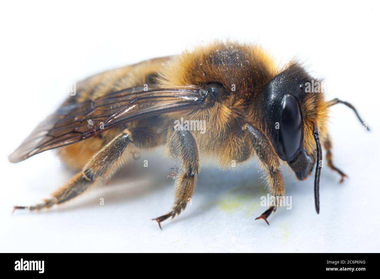 Worker insect hi-res stock photography and images - Alamy