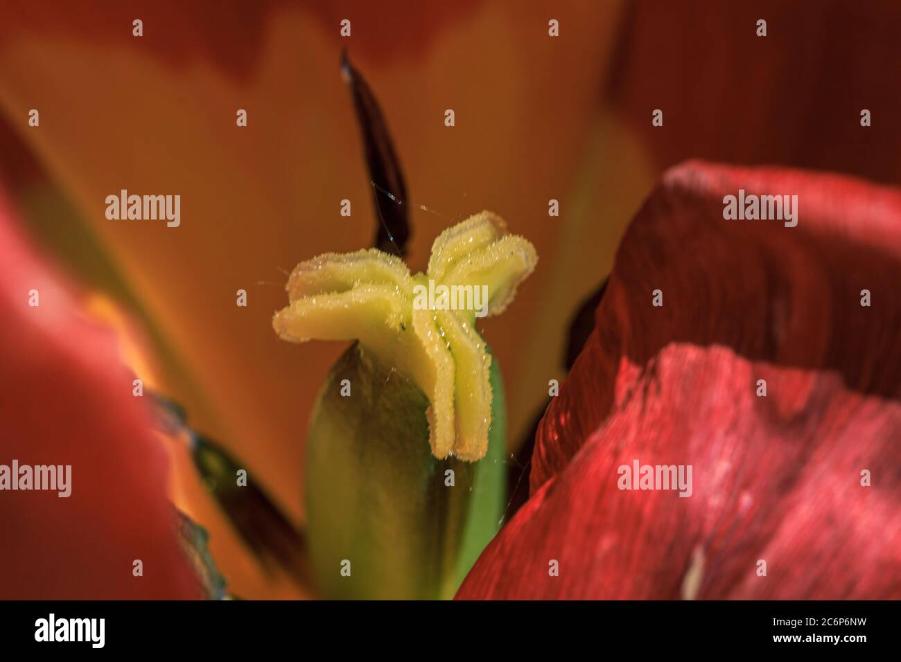 View of inside of tulip hi-res stock photography and images - Alamy